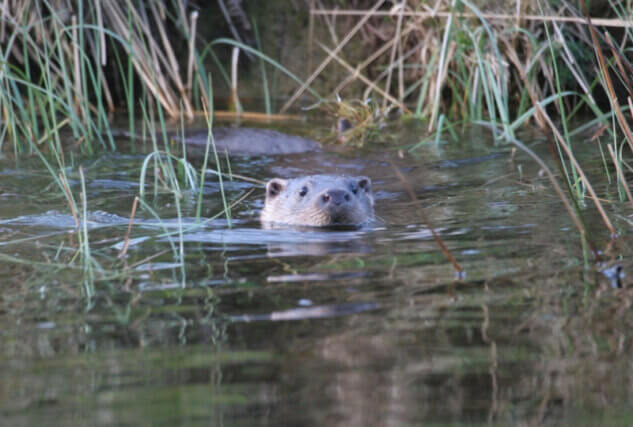 Build an Otter Den - Camden Art Centre